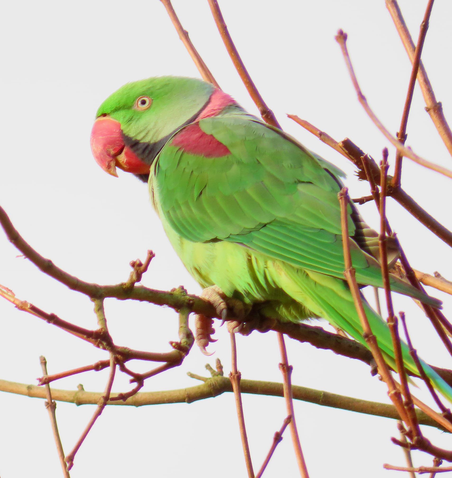 Birmingham's parakeet population soars in 2025: Exotic green birds ...