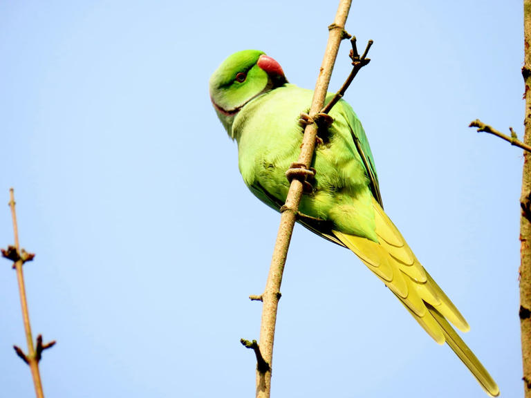 The exotic birds calling the West Midlands their home in 2026