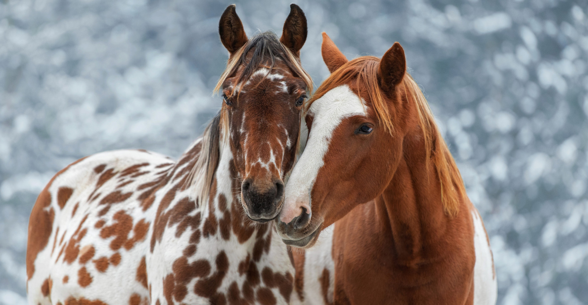 American horse breeds and where to see them in the wild