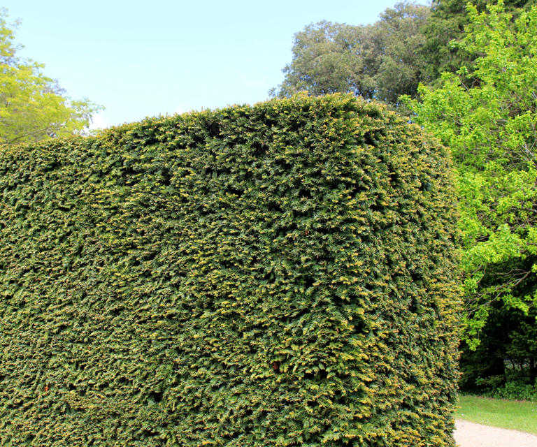 5 hedge plants that thrive on neglect – these easy-going and beautiful ...