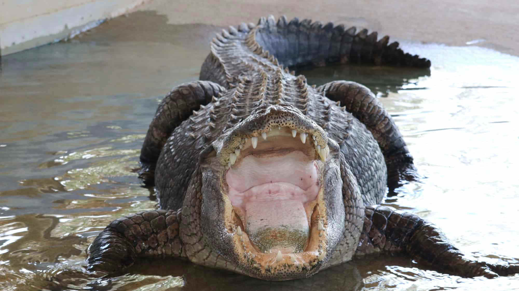 84-Year-Old Florida Woman Attacked By 7-Foot Alligator While Walking ... 84-Year-Old Florida Woman Attacked By 7-Foot Alligator While Walking ...