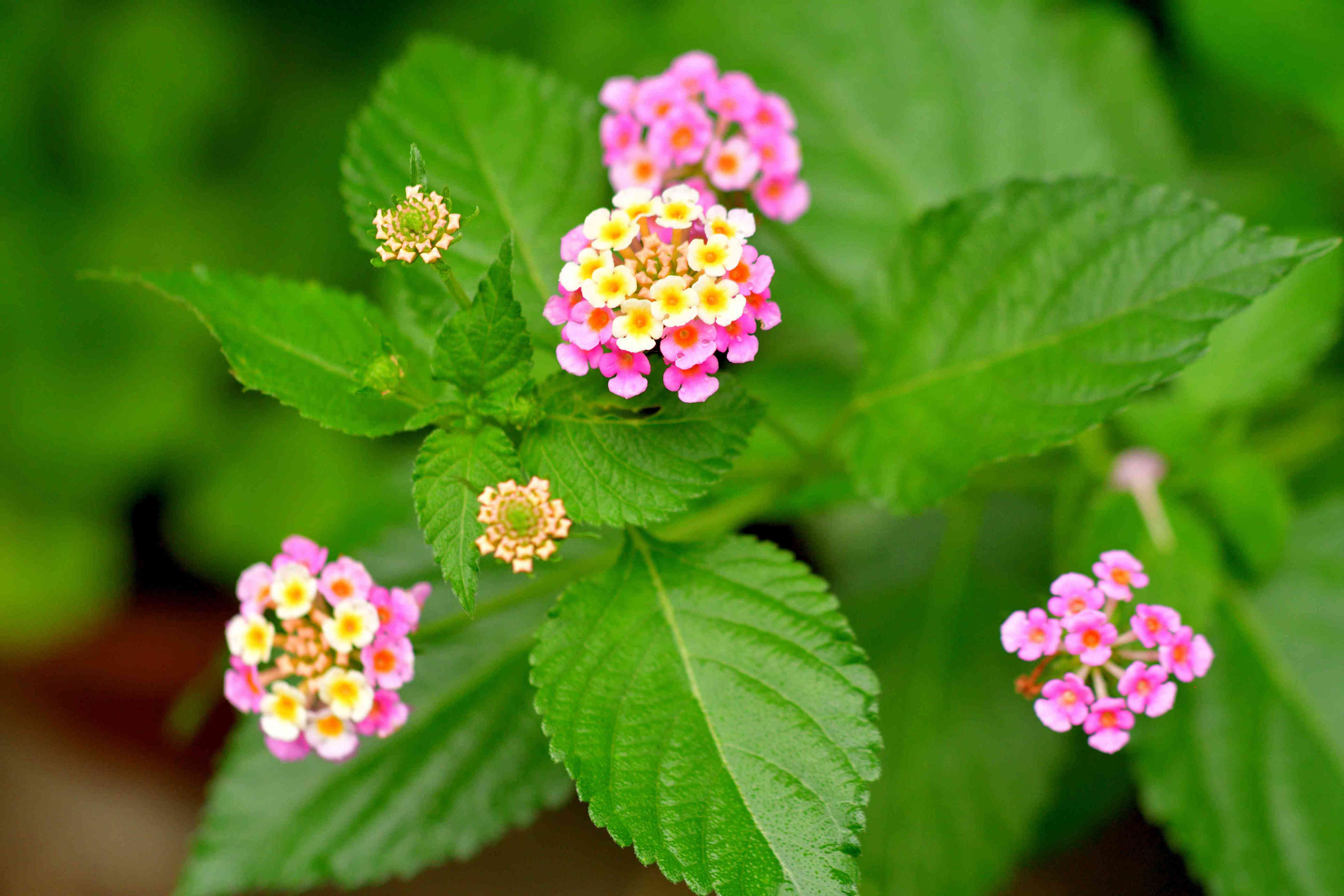 Why Is Lantana a Problem? The Surprising Truth About This Prolific Flower