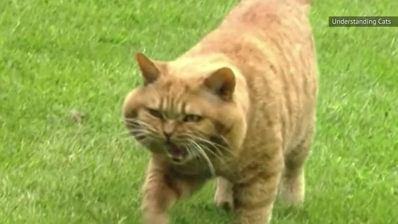 The Real Reason Why Cats Purr And Other Feline Facts