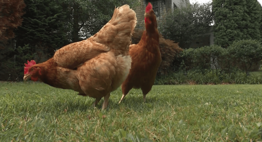 Ag & Energy: Highly Pathogenic Avian Influenza detected