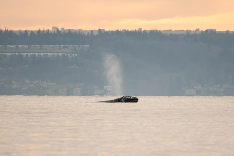 Gray whale returns early to Puget Sound for fifth consecutive year
