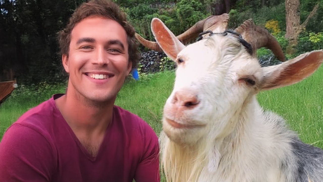 When Animals Show Love To Humans In The Cutest Ways