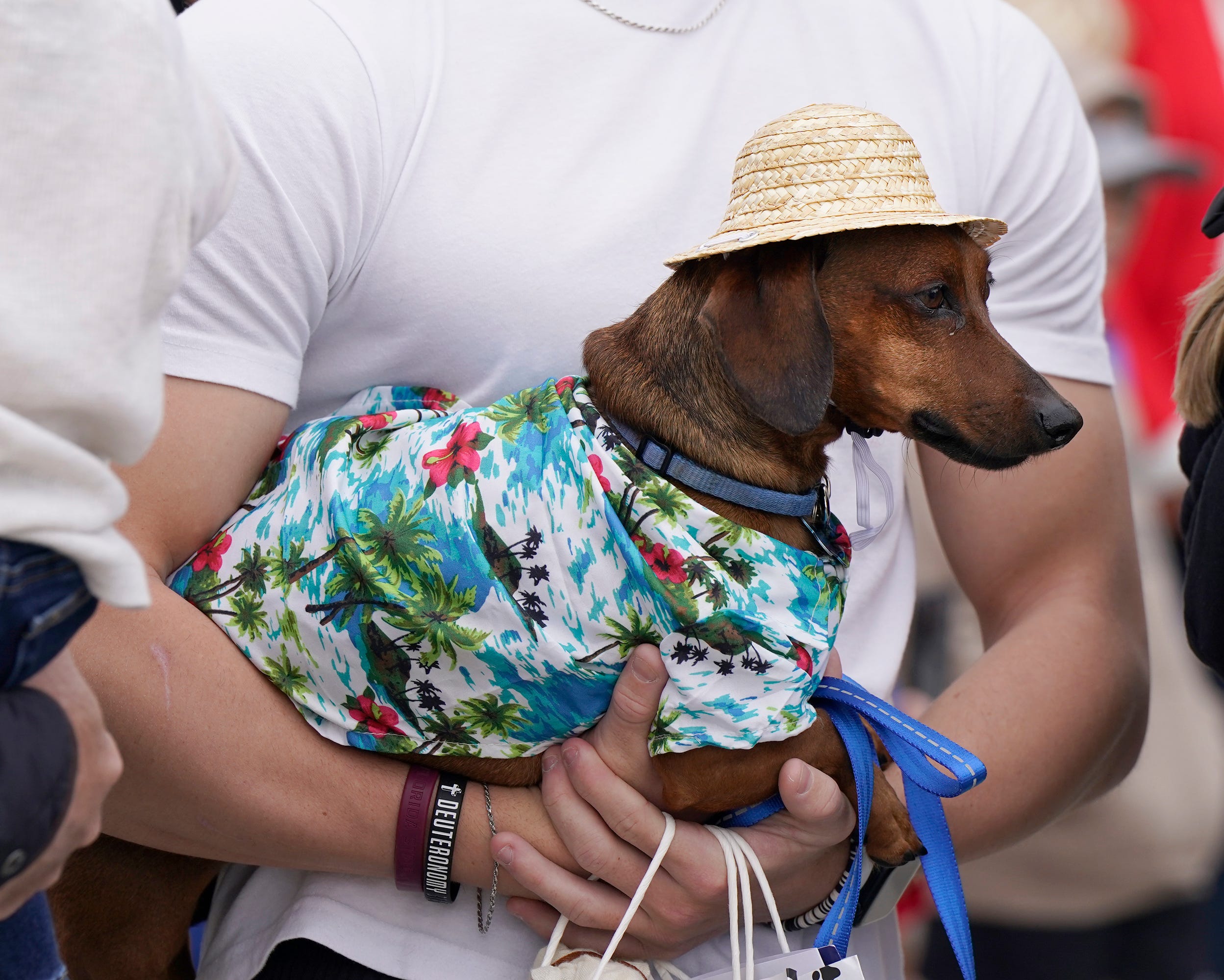 Volusia County Council OKs permanent dog-friendly section of Ormond Beach