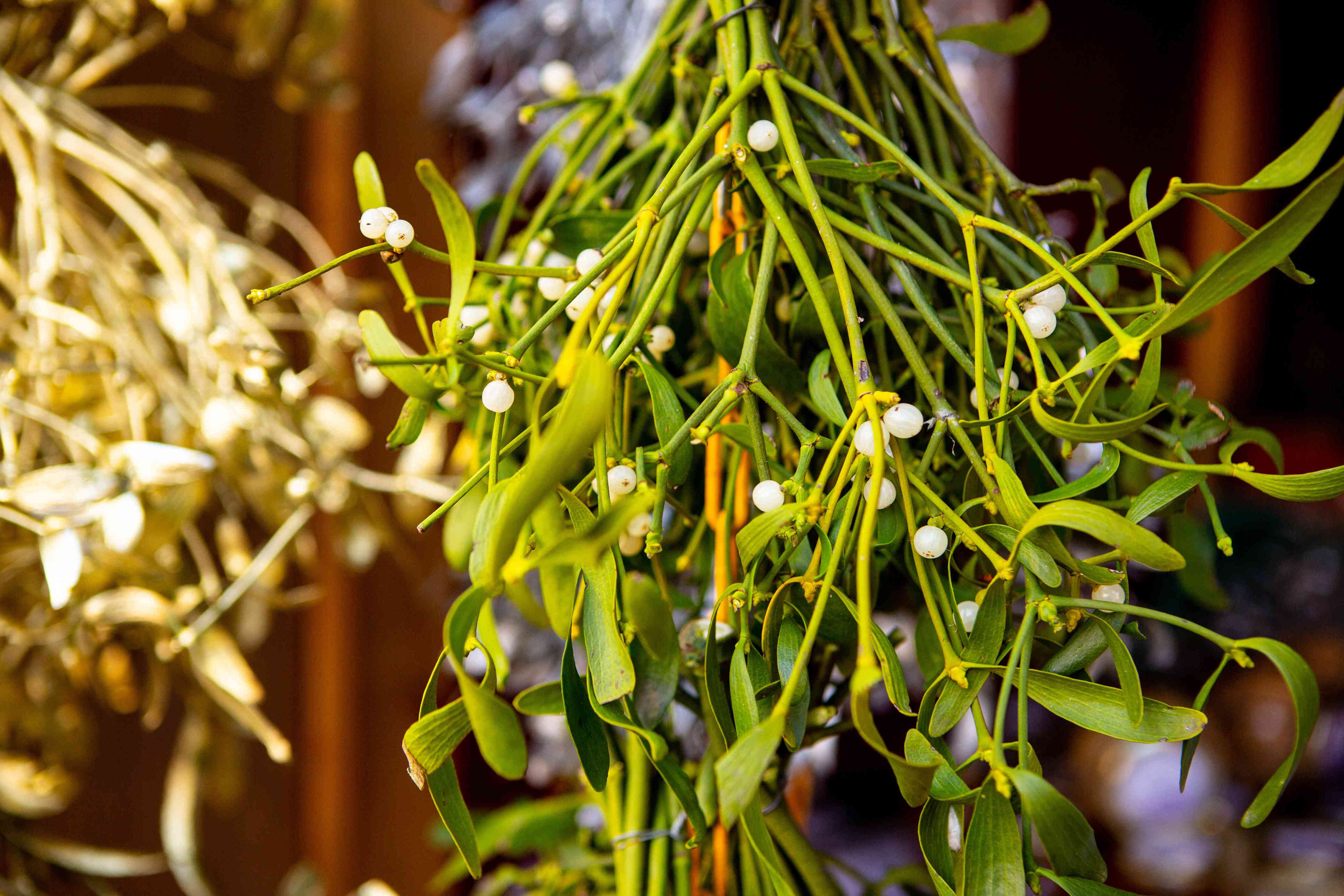 8 Surprising Facts About Mistletoe You Probably Didn't Know