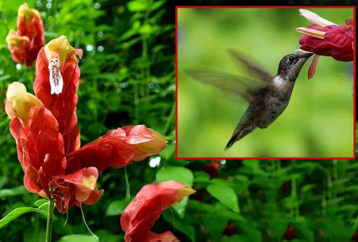 As flores preferidas dos beija-flores e o que elas têm de especial