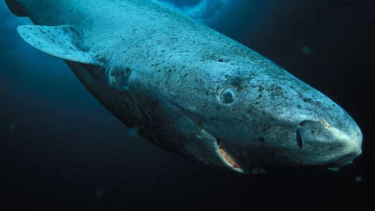 Scientists say Greenland shark's genome holds clues to extending human ... Scientists say Greenland shark's genome holds clues to extending human ...