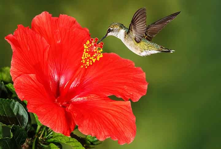 As flores preferidas dos beija-flores e o que elas têm de especial