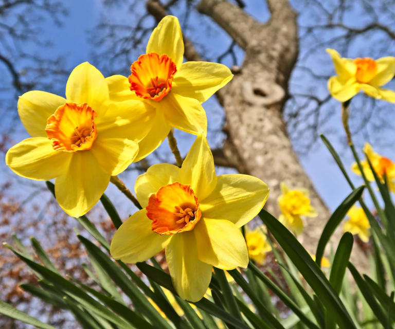 Experts reveal why to fertilize spring bulbs in May to guarantee a ...