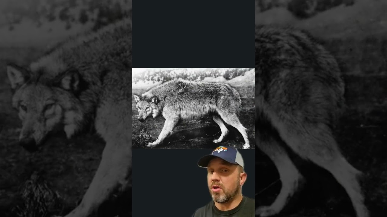 Wolves in Texas: What You Need to Know