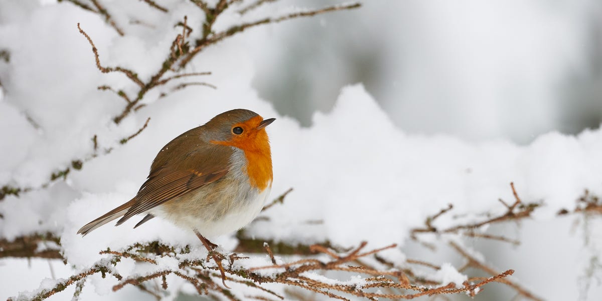 What festive food scraps can you give to birds this December?