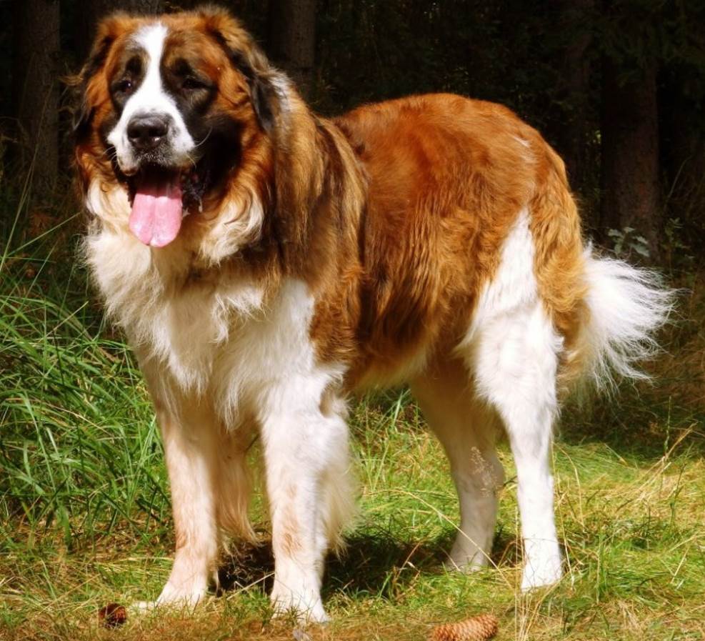 The best dog breeds for home protection