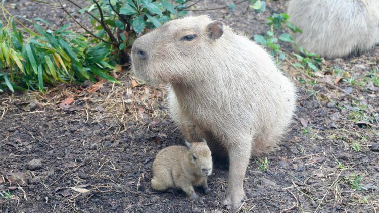 Meet Tupi, San Antonio Zoo's baby capybara!