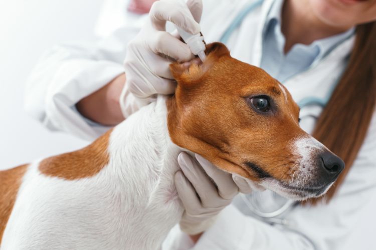 Don't ignore these 10 signs your dog isn't okay