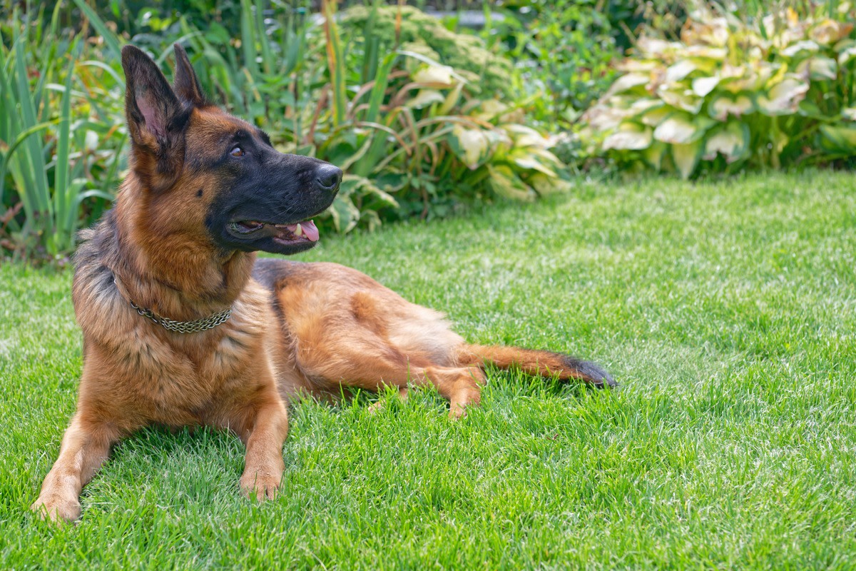 German Shepherd Who Loves to Help Mom Weed Is the Best Garden Supervisor