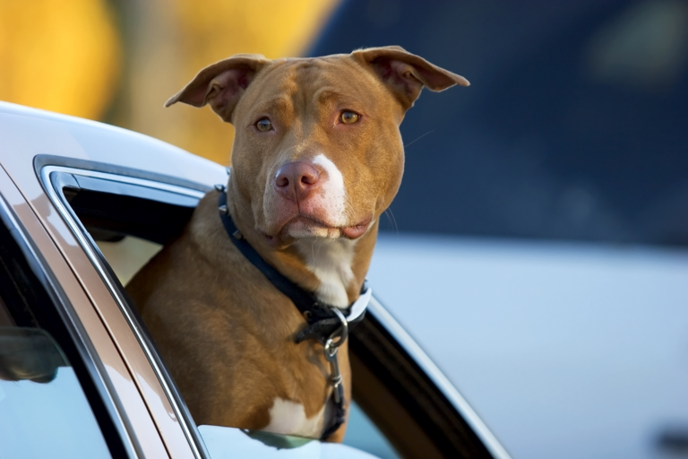 Pit Bull's Funny Tantrum Over Waiting in Line for Pup Cup Is Priceless