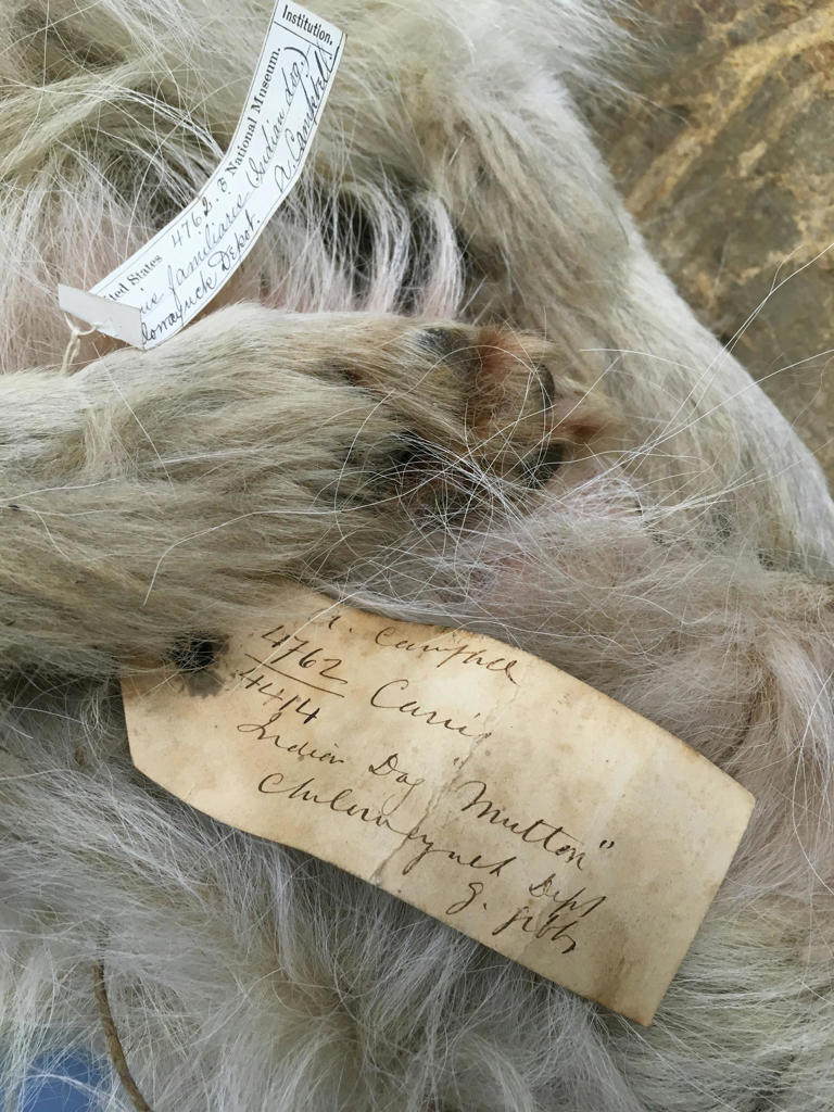 Mutton, an Indigenous woolly dog, died in 1859 − analysis confirms ...