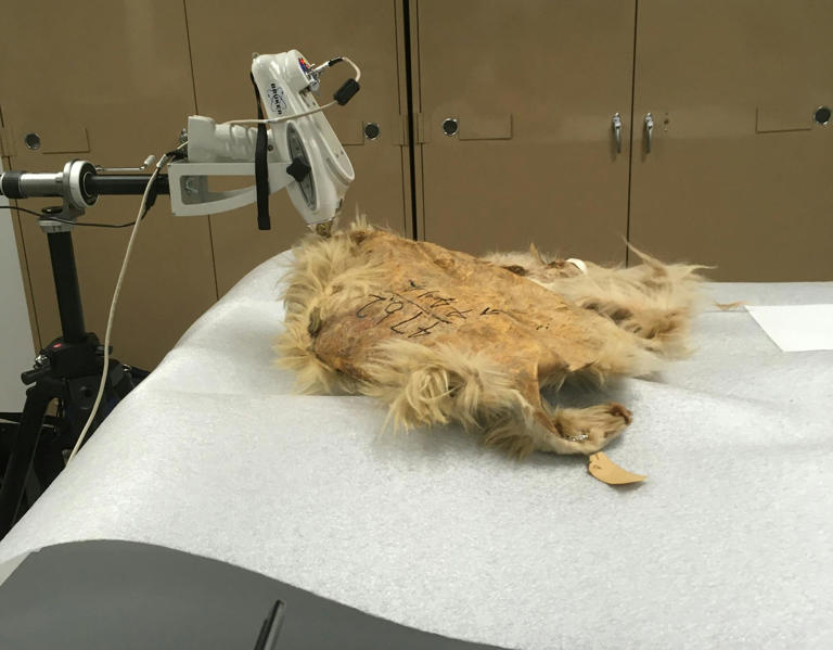 Mutton, an Indigenous woolly dog, died in 1859 − analysis confirms ...