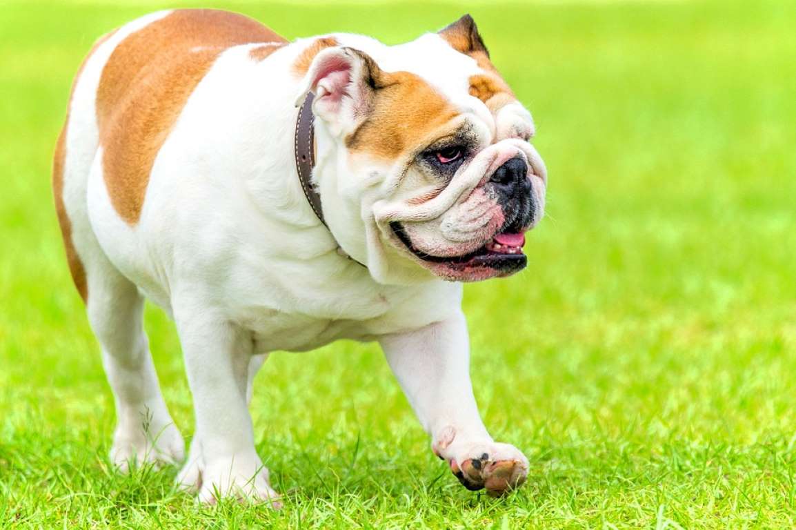 The best dog breeds for home protection