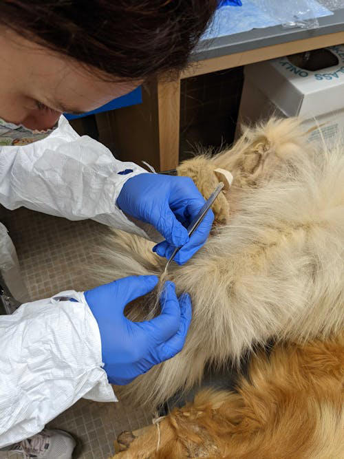 Mutton, an Indigenous woolly dog, died in 1859 − analysis confirms ...