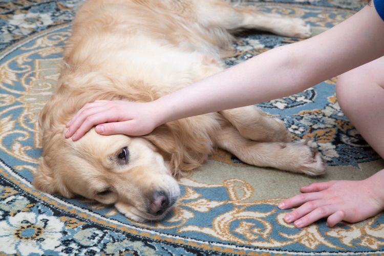 Don't ignore these 10 signs your dog isn't okay