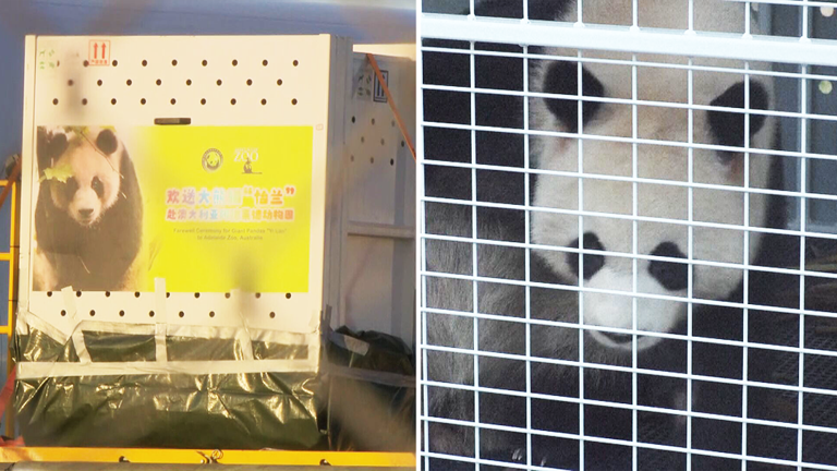 Giant pandas land in Australia after 15-hour flight