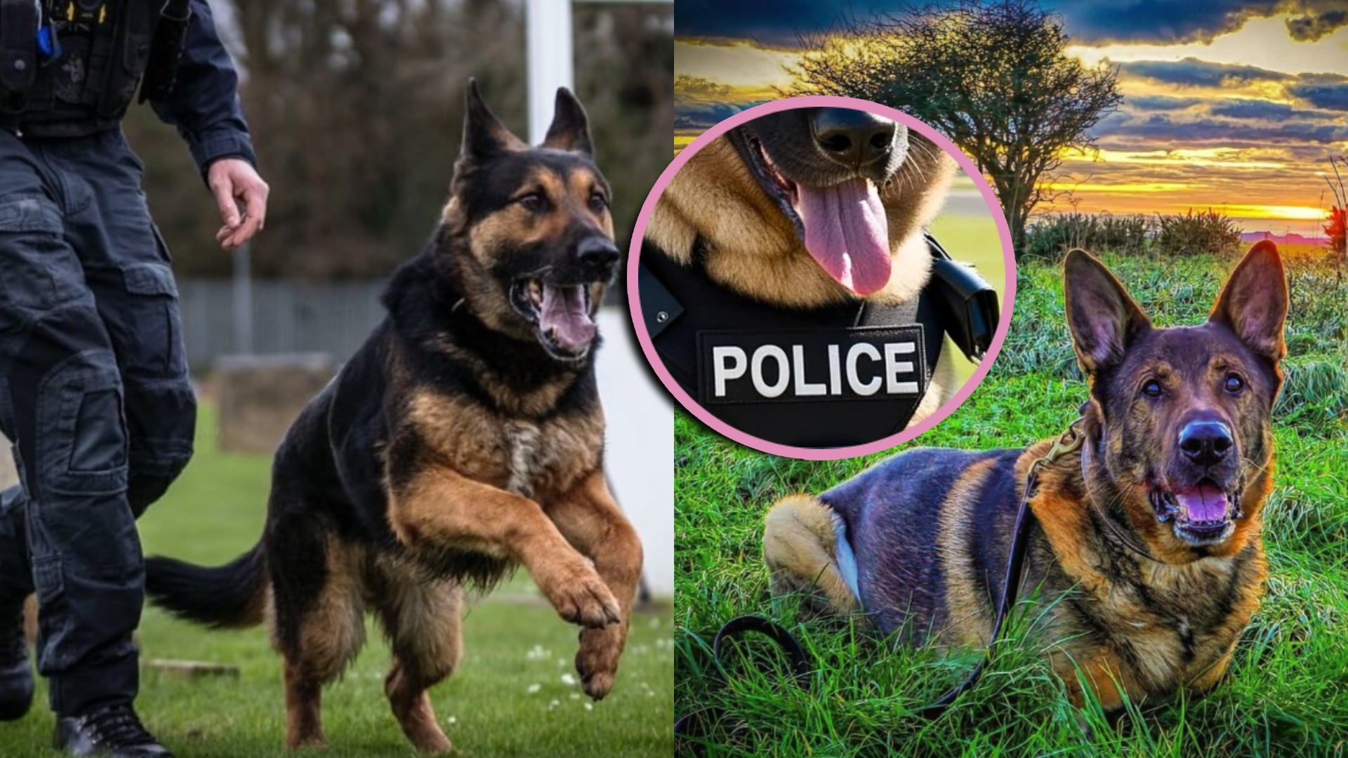 Muere perro policía en Hawái tras quedar encerrado en un vehículo ...