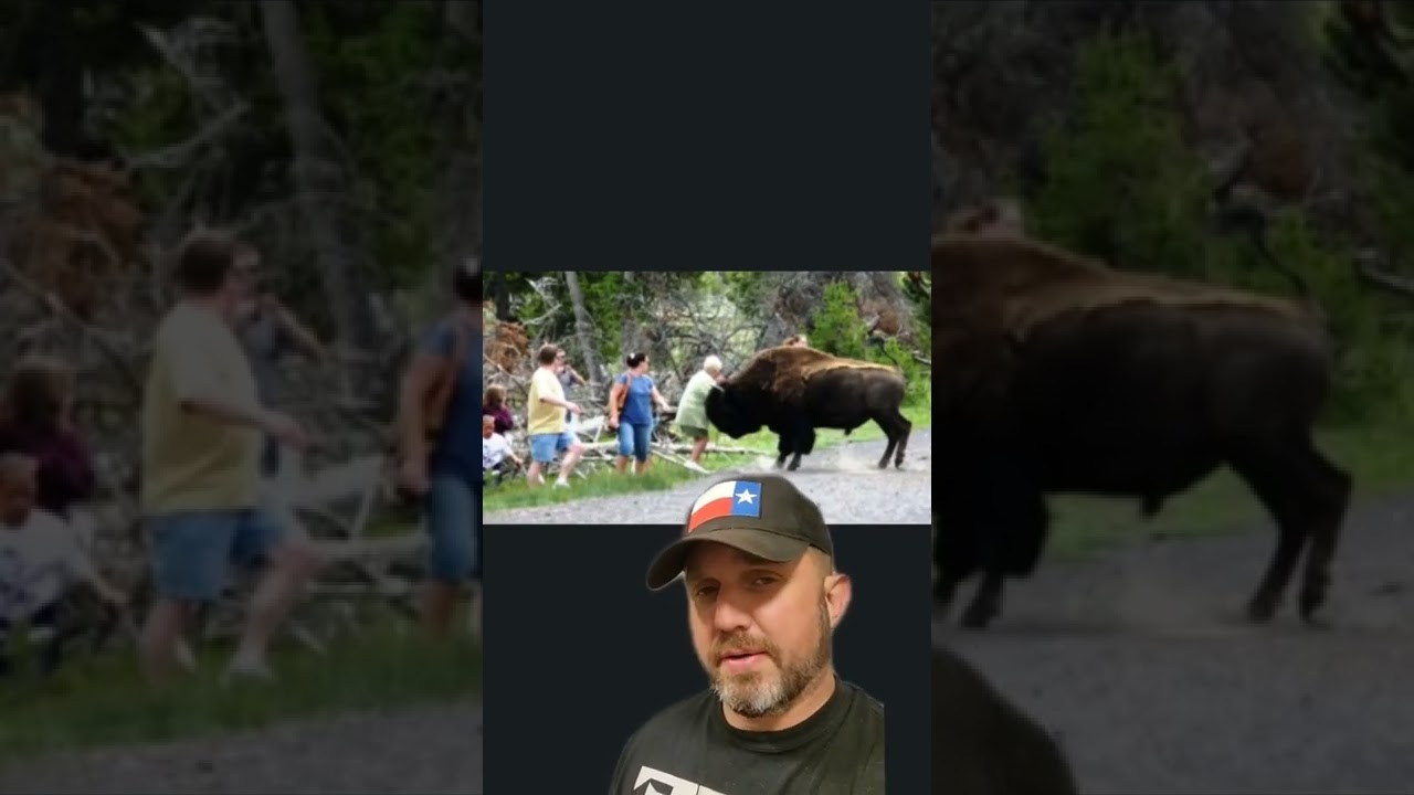 Bison Attack: What You Should Know