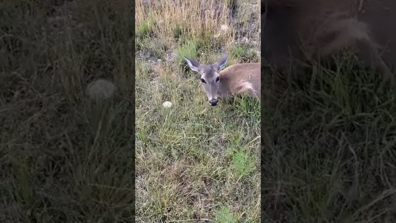 Saving White-Tailed Deer: Conservation Efforts