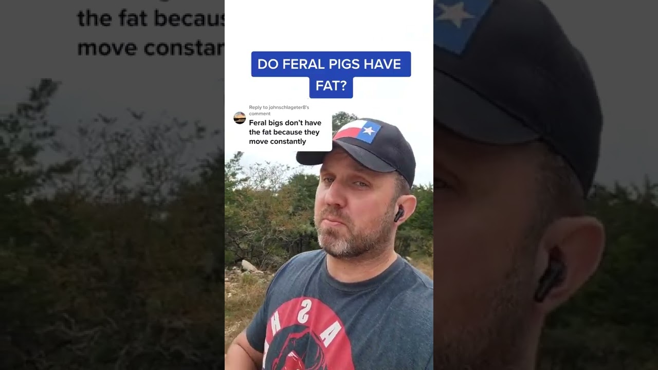 Do Feral Pigs Really Have Fat? The Surprising Answer