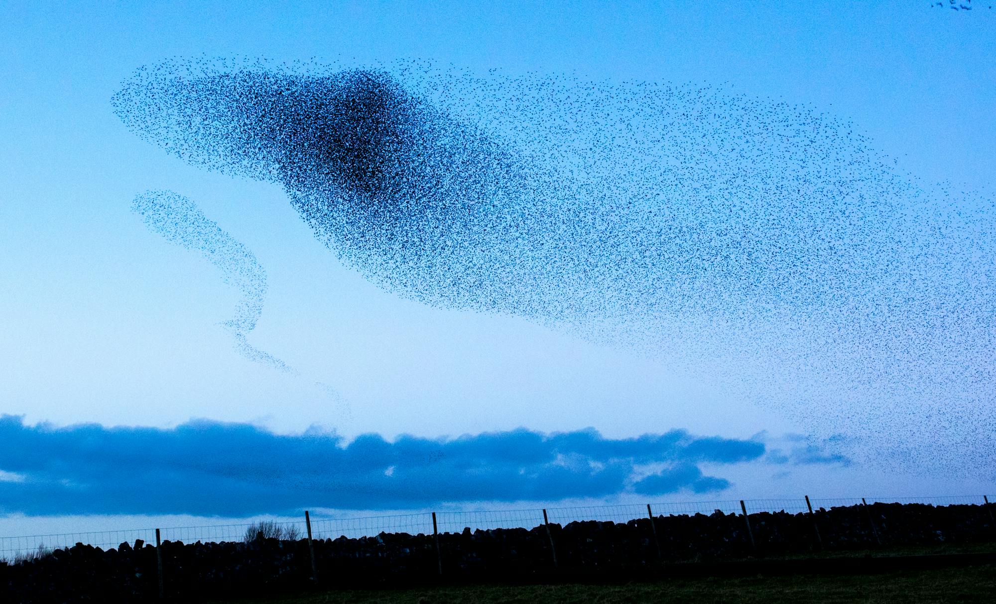 Why do flocks of birds swoop and swirl together in the sky? A biologist ...