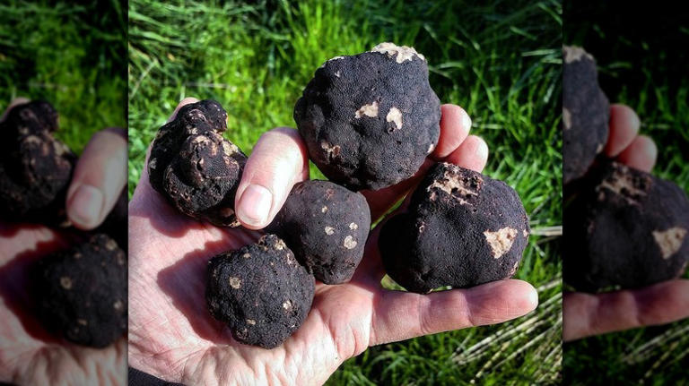 8 Types Of Truffles, Explained
