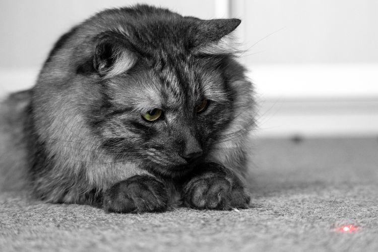 10 easy fixes for a happier indoor cat