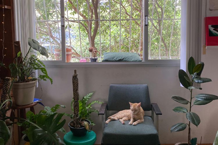 10 signs your cat is plotting to replace you (and honestly, they could ...