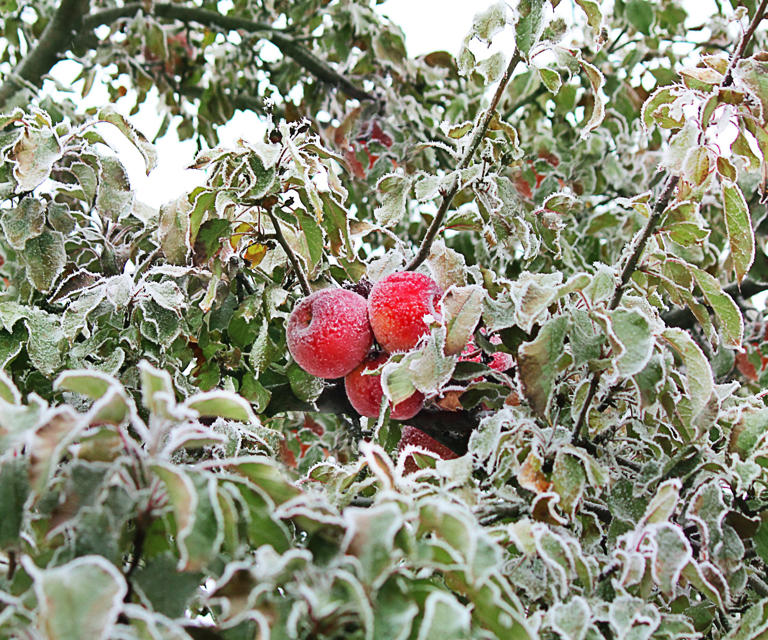 7 popular fruit trees that don't need winterizing in milder climates