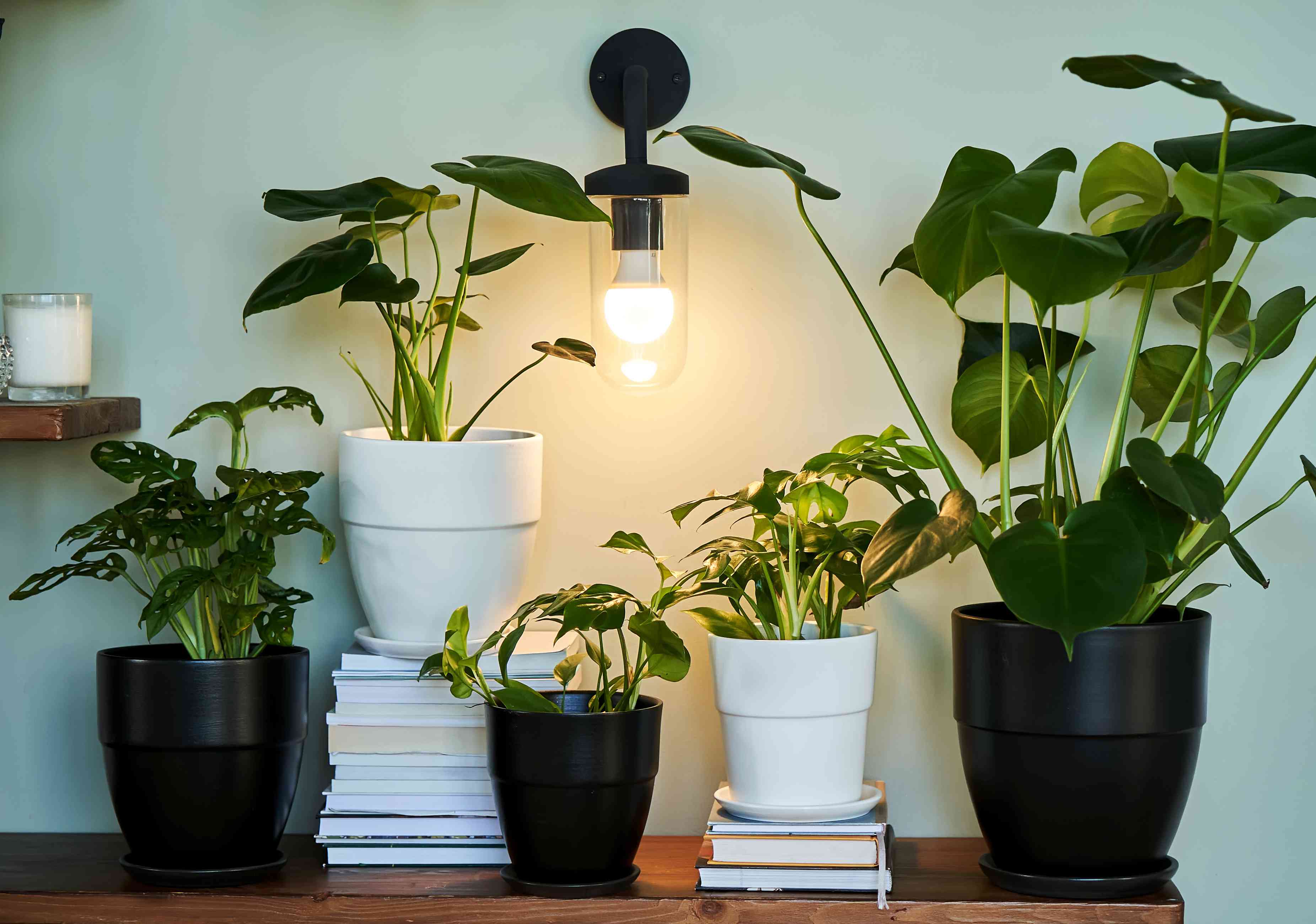 Your Grow Light Is Probably Too Far from Your Plants—Here's How to ...