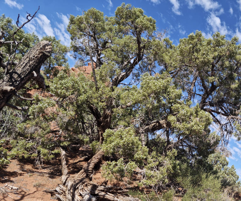 6 plants to never, ever grow in a wildfire risk area, plus the best ...