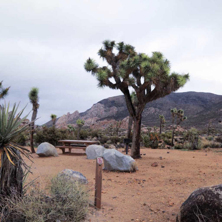Ryan Campground - Joshua Tree National Park