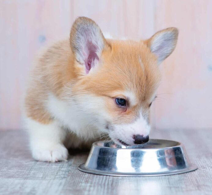 Complete puppy nutrition guide: Essential steps to healthy growth