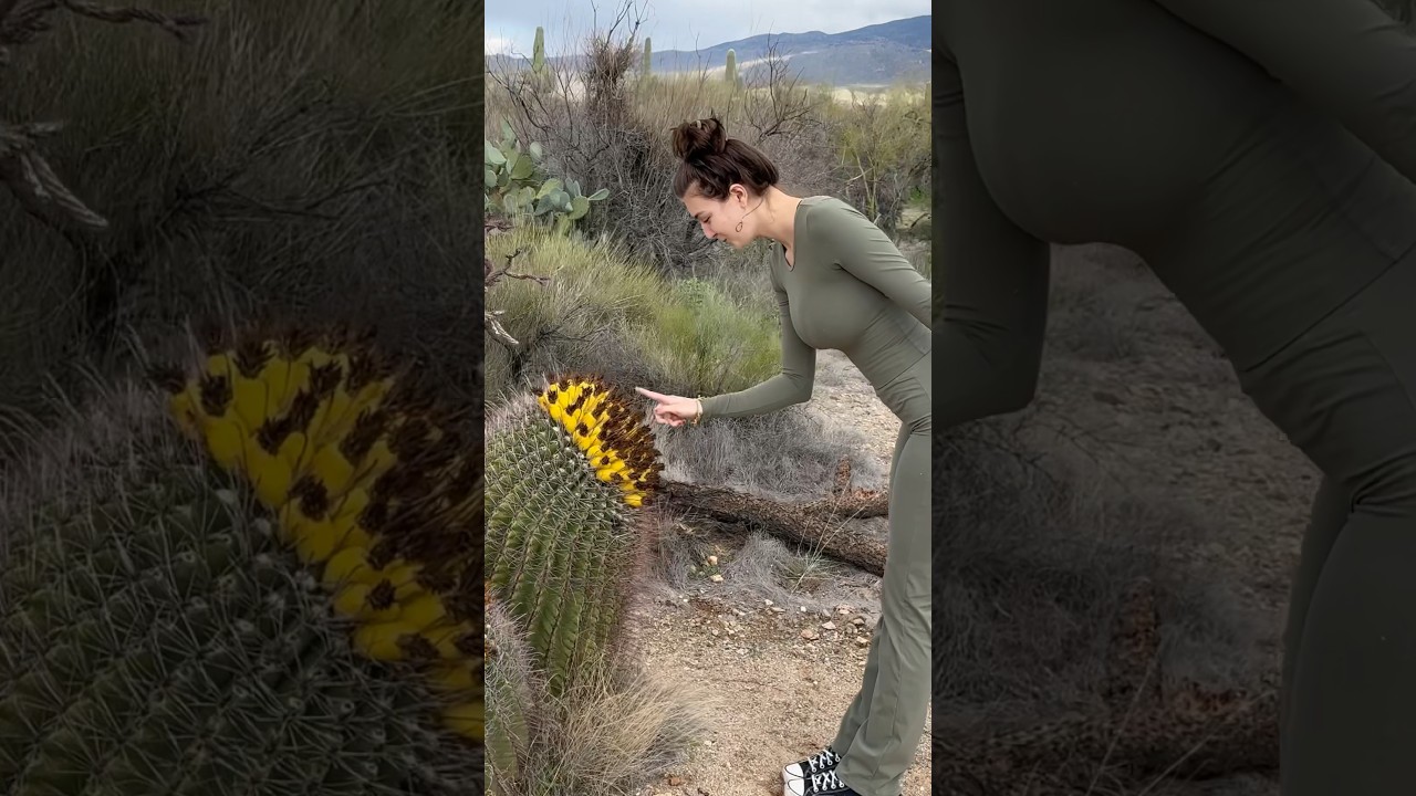 Cactus adventure in the desert