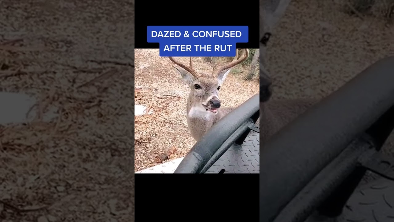 Men After Rutting – What Happens to Bucks Post-Rut?