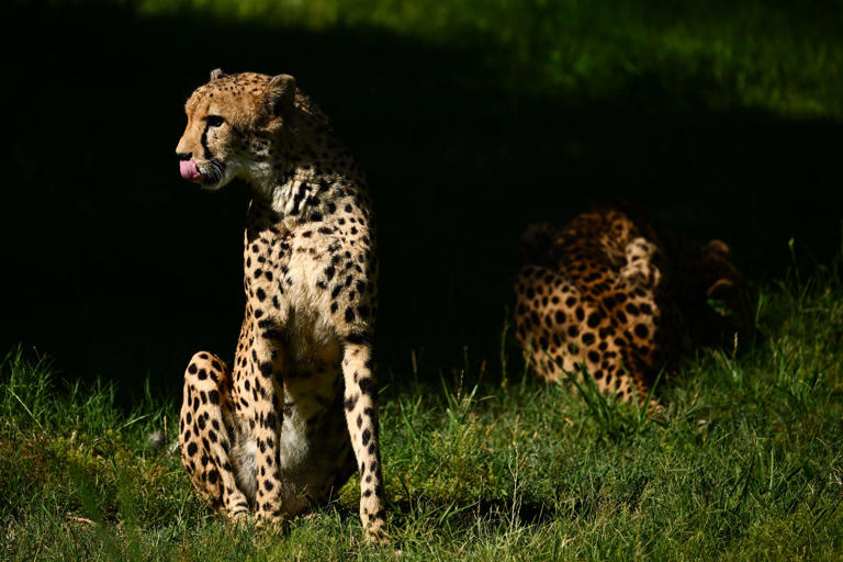 Bird flu rips through sanctuary in Washington, kills 20 wildcats
