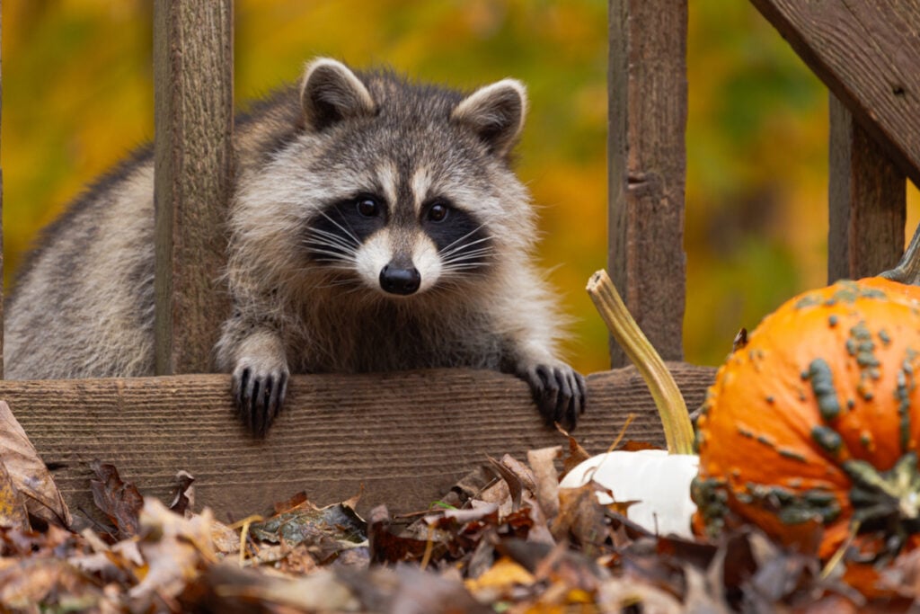 12 Reasons to Never Oust Raccoons From Your Backyard