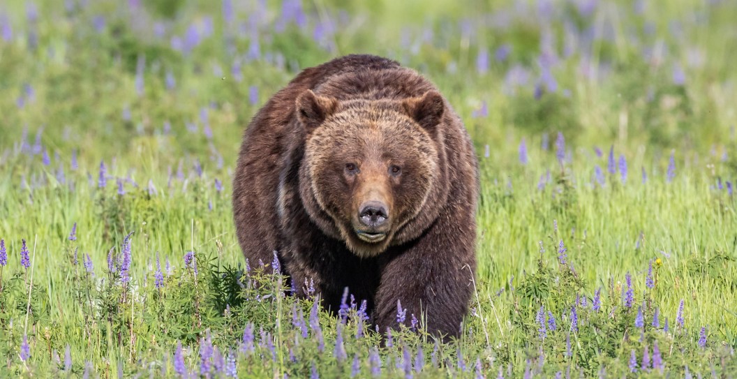 Recent Grizzly Attack On School Children Has People Urging B.C. To ...