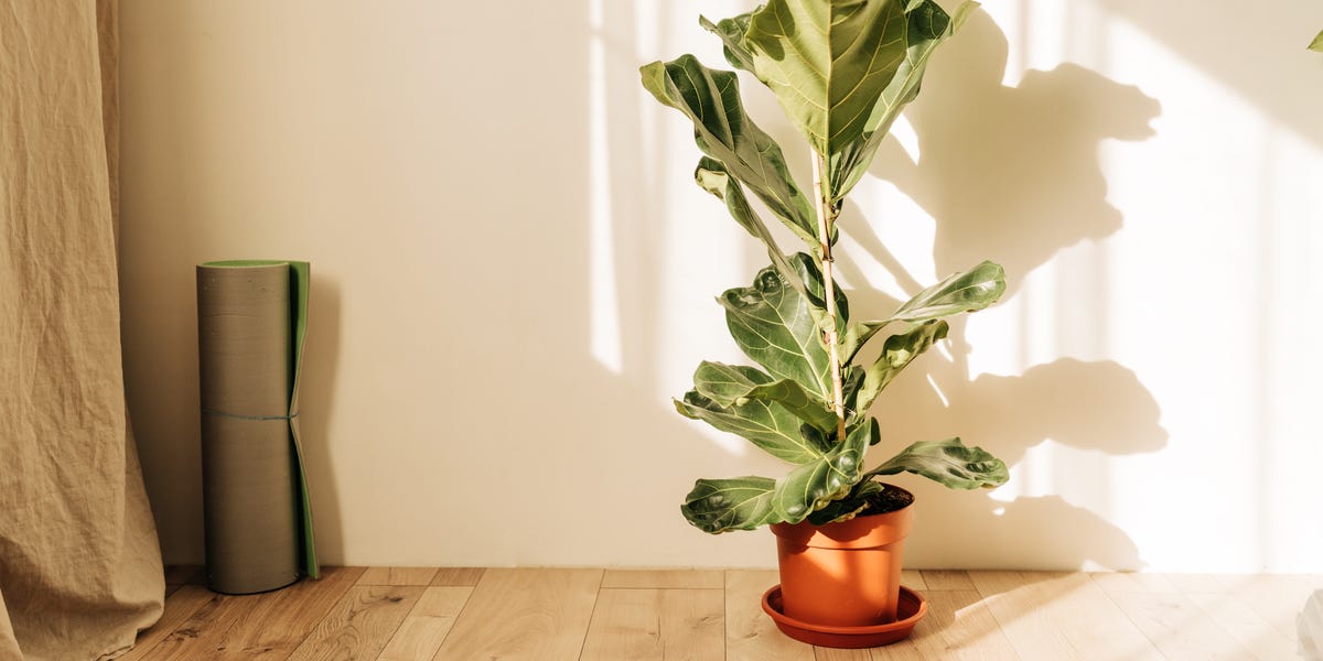 How to Care for an Indoor Fiddle Leaf Fig (And Actually Keep It Alive!)