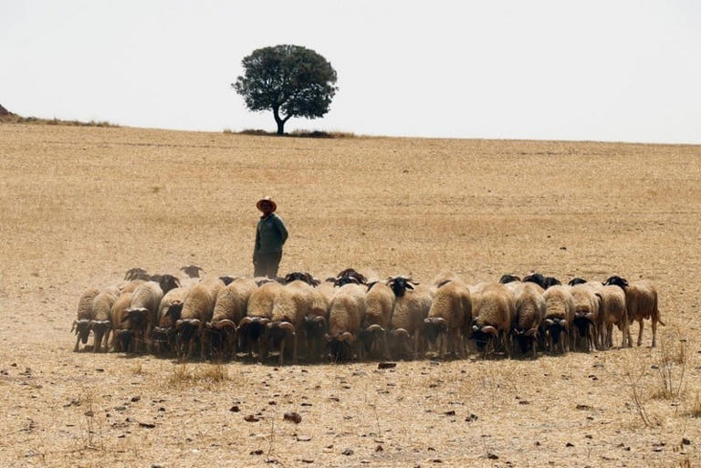 Morocco closes livestock census and pays 1.1m breeders amid red meat ...