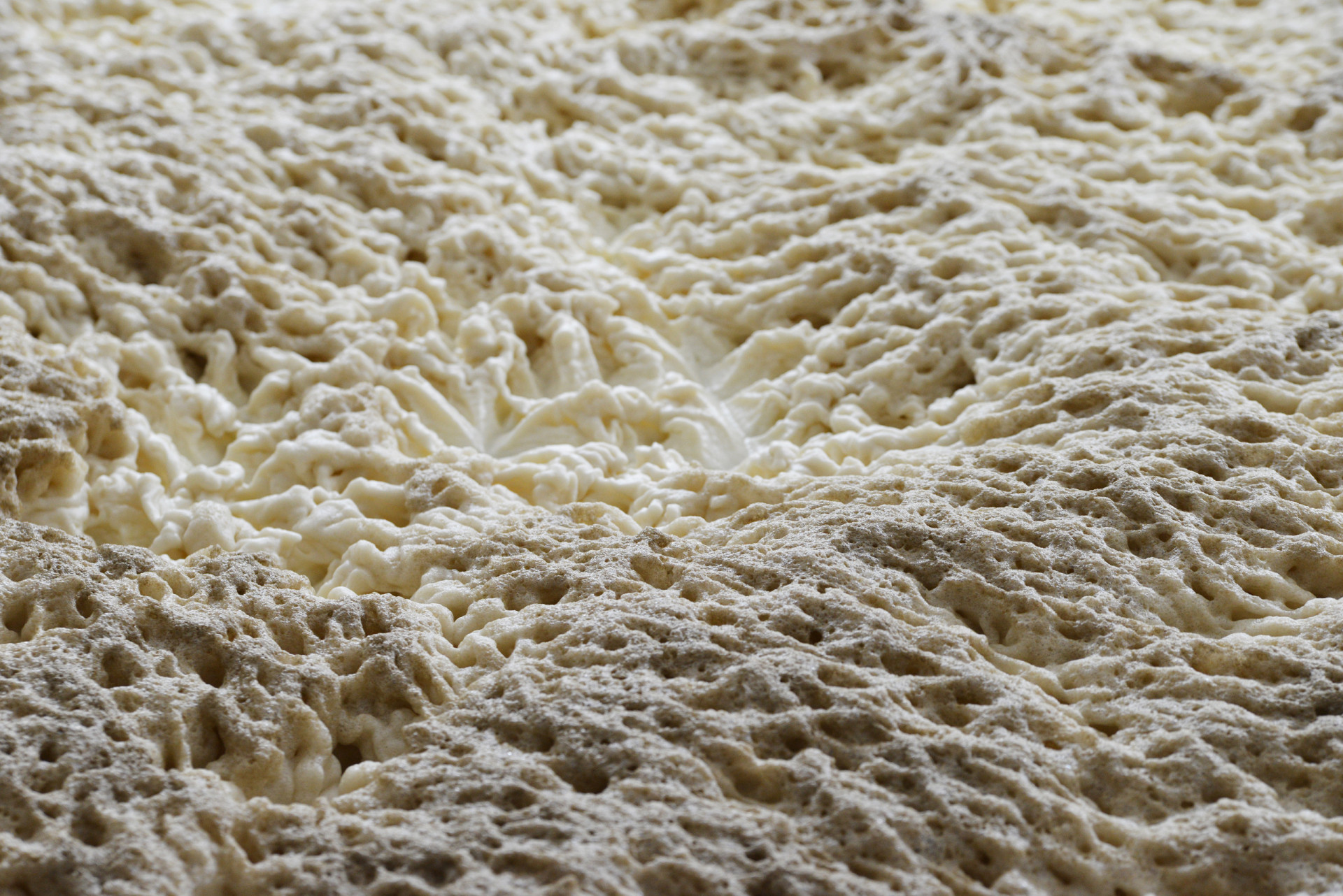 Beyond beer: The health benefits of hops